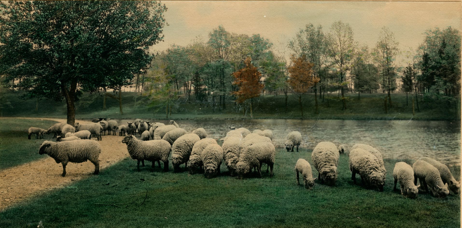 Sheep Wallace Nutting A Warm Spring Day c1900 Signed | eBay