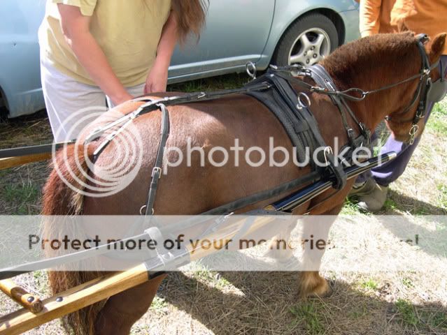 Roached Mane | Miniature Horse Talk Forums