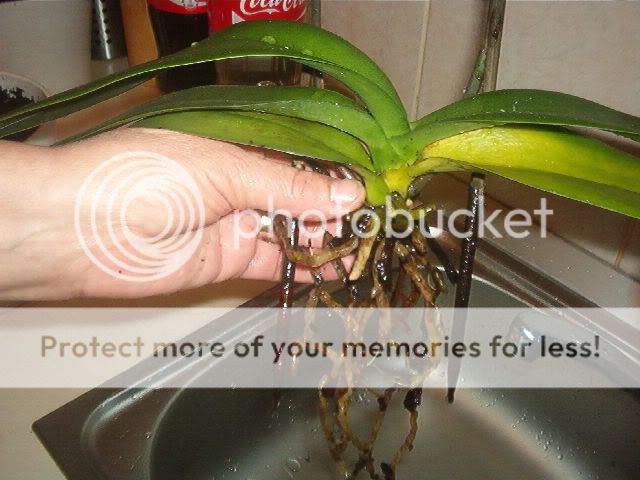 Problemele orhideelor