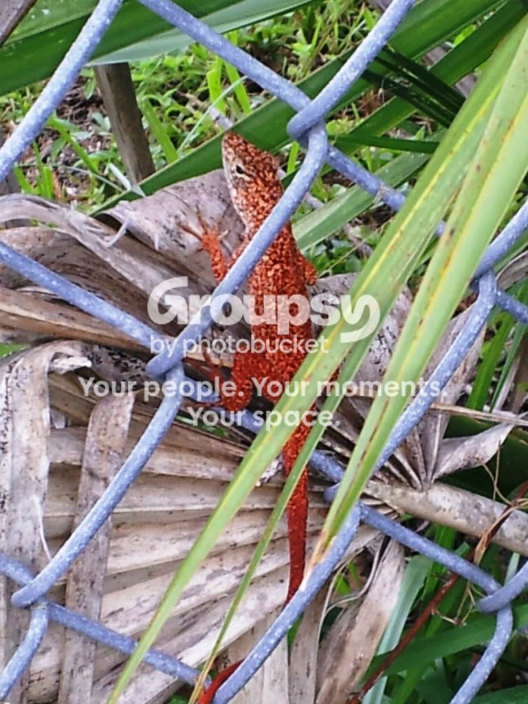 OK, S FL Folks, Tell us about Orange Anoles - Field Herp Forum