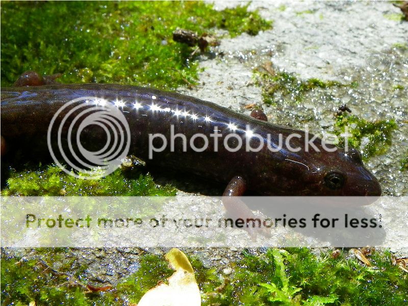 Georgia Dwarf Salamanders (Eurycea quadridigitata) - Field Herp Forum