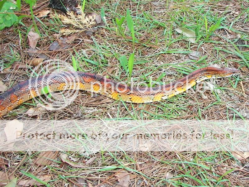 Locality corn snake photos please - Field Herp Forum