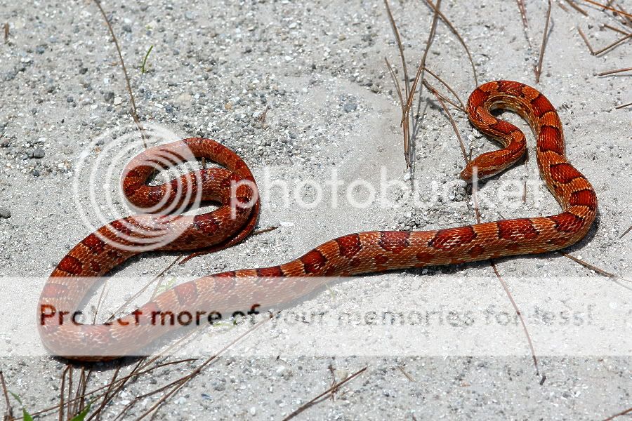 Locality corn snake photos please - Field Herp Forum