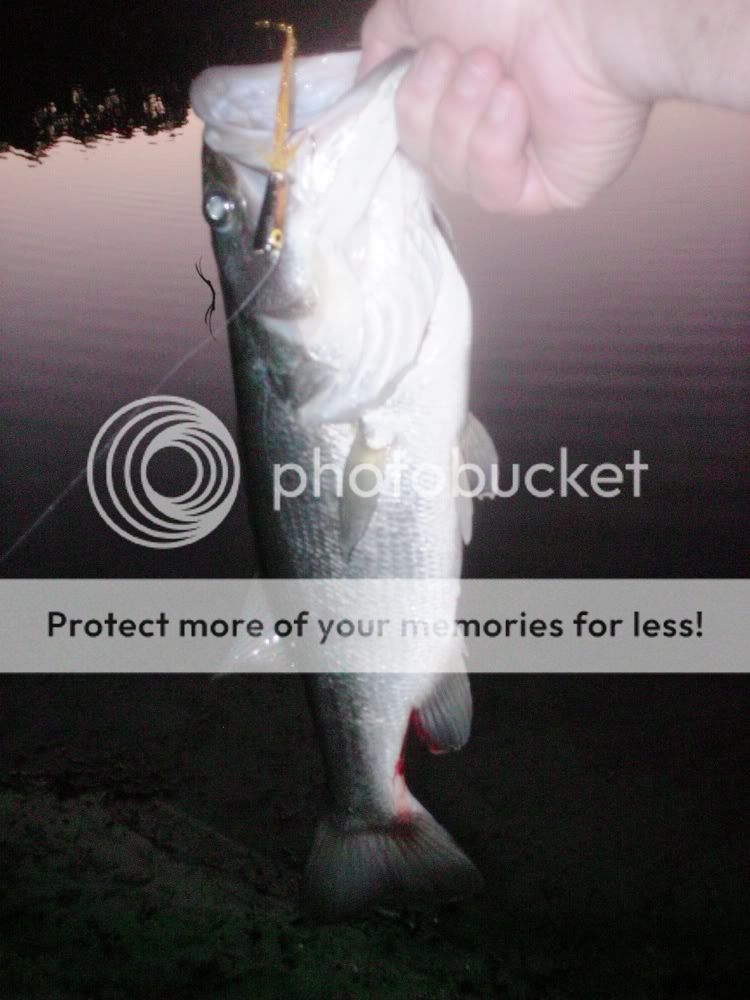 February Conecuh Indigo Hunt - Field Herp Forum